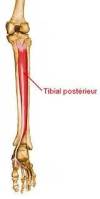 Muscle tibial postérieur - PhysioStudent